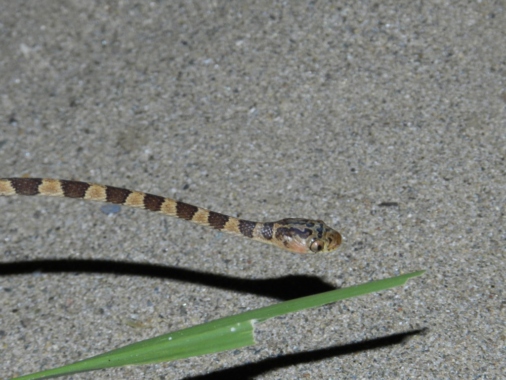 Central American Tree Snake from La Blanca, Oax., México on February 13 ...