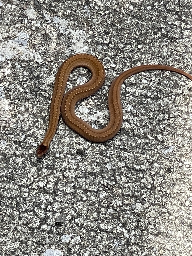 Red-bellied Snake from Warpath Dr, Crossville, TN, US on July 7, 2024 ...