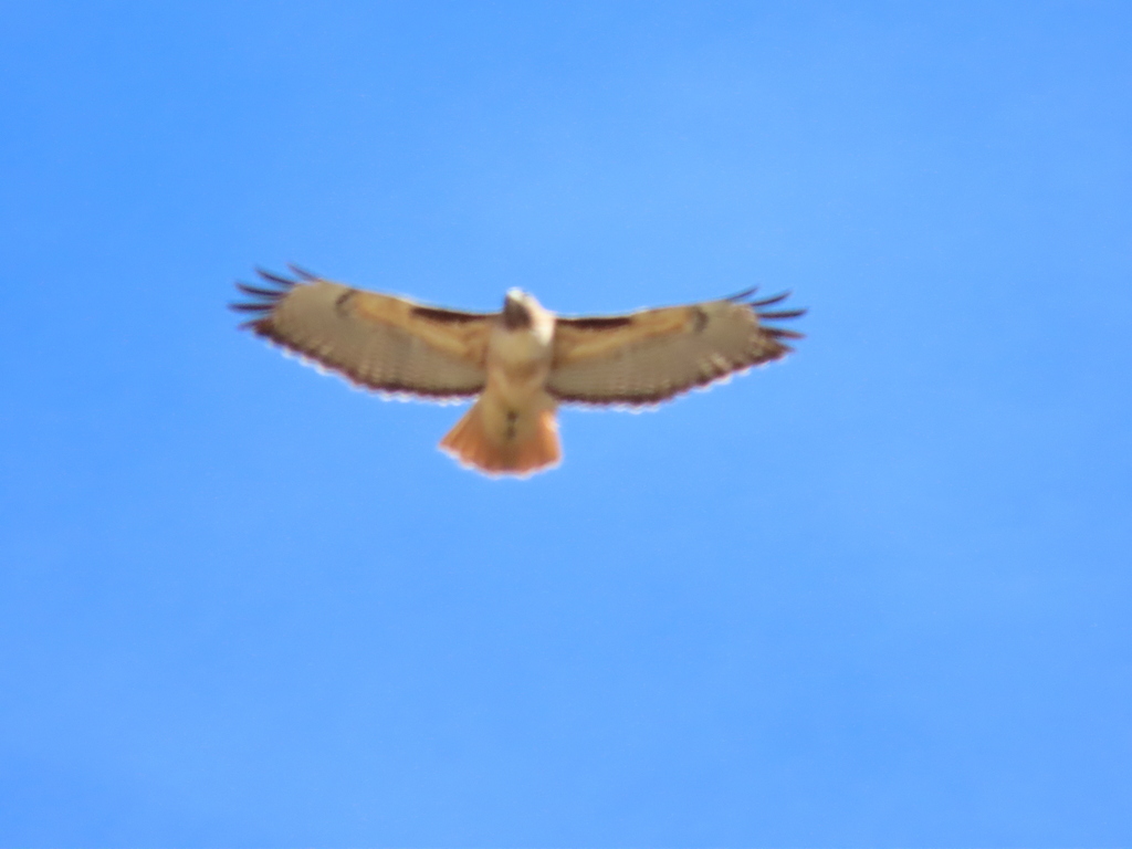 Red-tailed Hawk from Tecate, B.C., México on January 31, 2024 at 01:26 ...