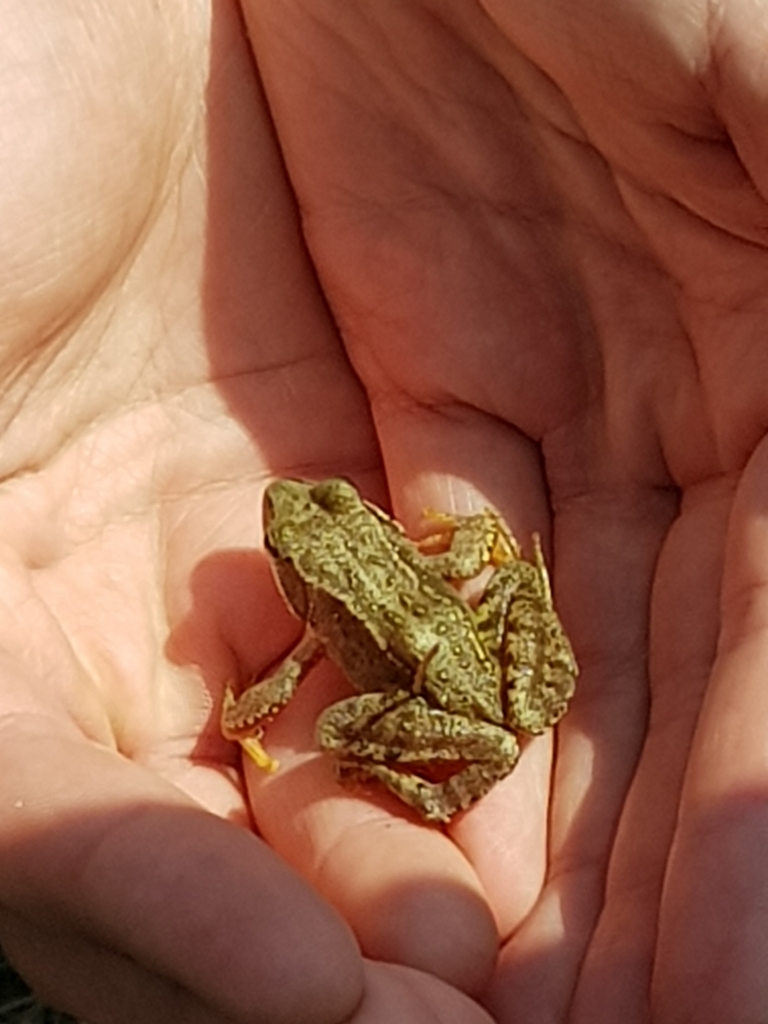 European Common Frog on May 29, 2019 at 03:02 PM by Celina de Gooijer ...