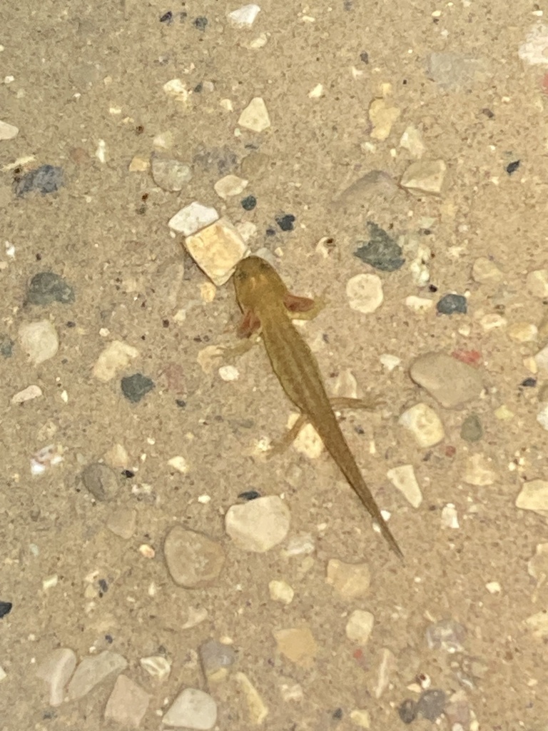 Central Newt from Washington Island, Washington Island, WI, US on July ...