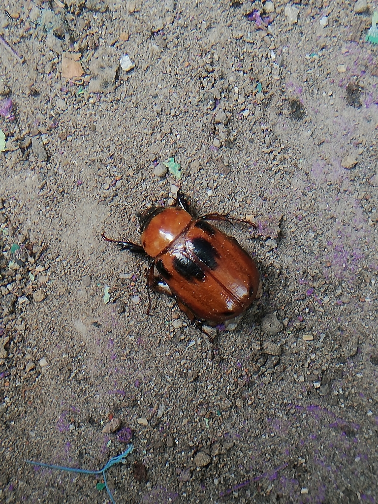Masked Chafers and Rice Beetles from 90105 Santa María Ixtulco, Tlax ...
