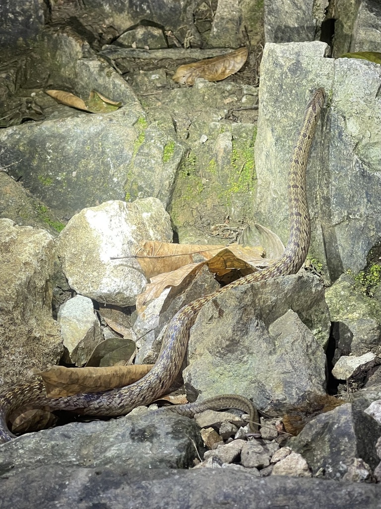 Taiwan Kukri Snake in June 2024 by Alfred Cheung · iNaturalist