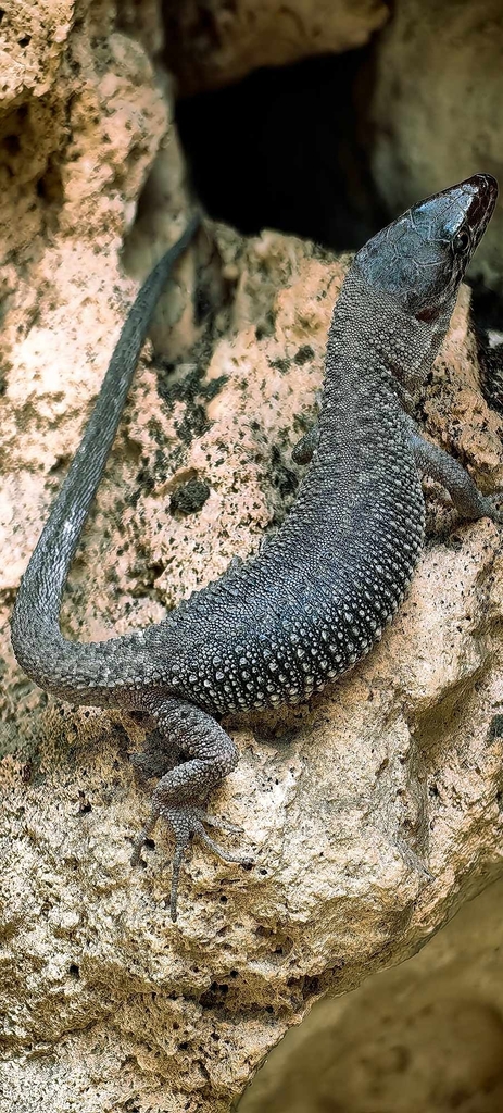 Madrean Tropical Night Lizard from 67298 N.L., México on July 7, 2024 ...