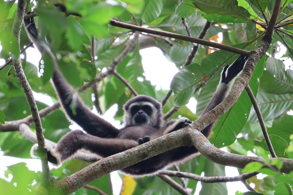 Lar Gibbon in July 2024 by Tien Jia Yu. 2 spotted · iNaturalist