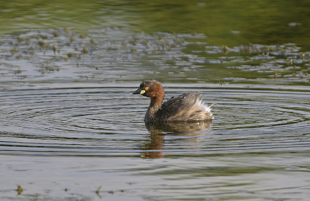 Little Grebe from Tikirapara, Odisha 766002, India on July 8, 2024 at ...