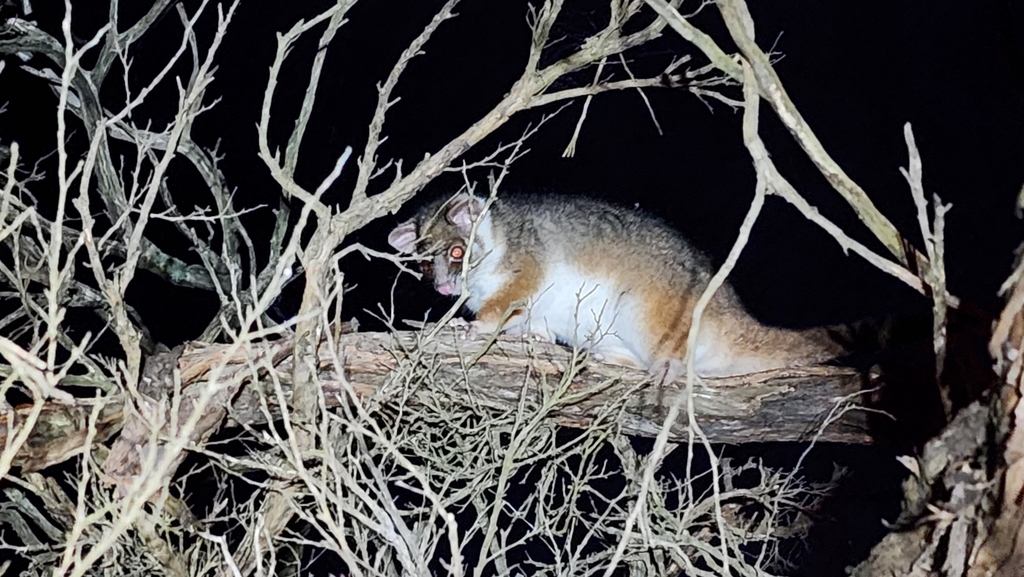 Common Ring-tailed Possum from Cape Schanck VIC 3939, Australia on ...