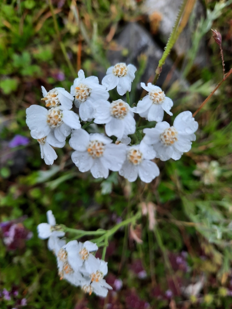 Silvery Yarrow from 4265 Stara Fužina, Slovenia on July 1, 2024 at 01: ...