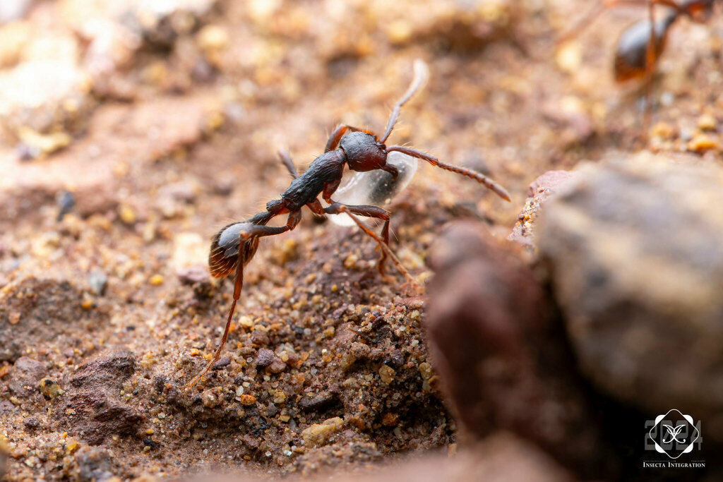 Aenictus Army Ants from 中国云南省西双版纳傣族自治州景洪市 on July 3, 2024 at 11:09 PM ...