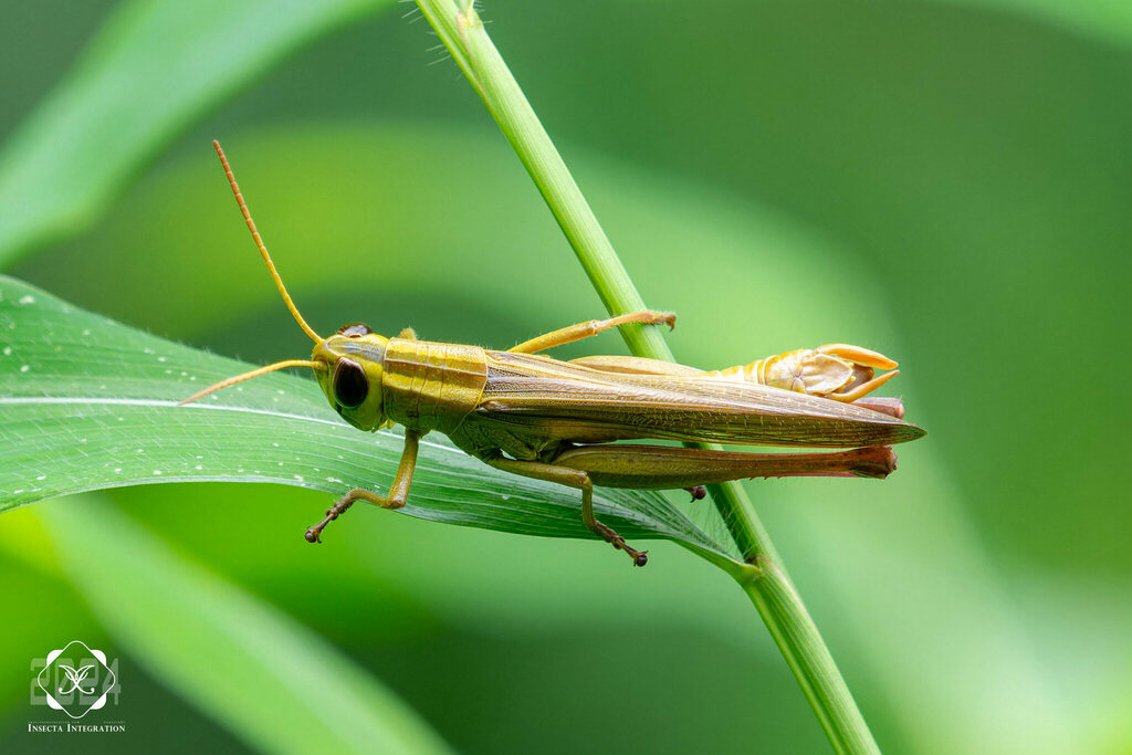 Choroedocus violaceipes from Xishuangbanna Dai, Yunnan, China on July 3 ...