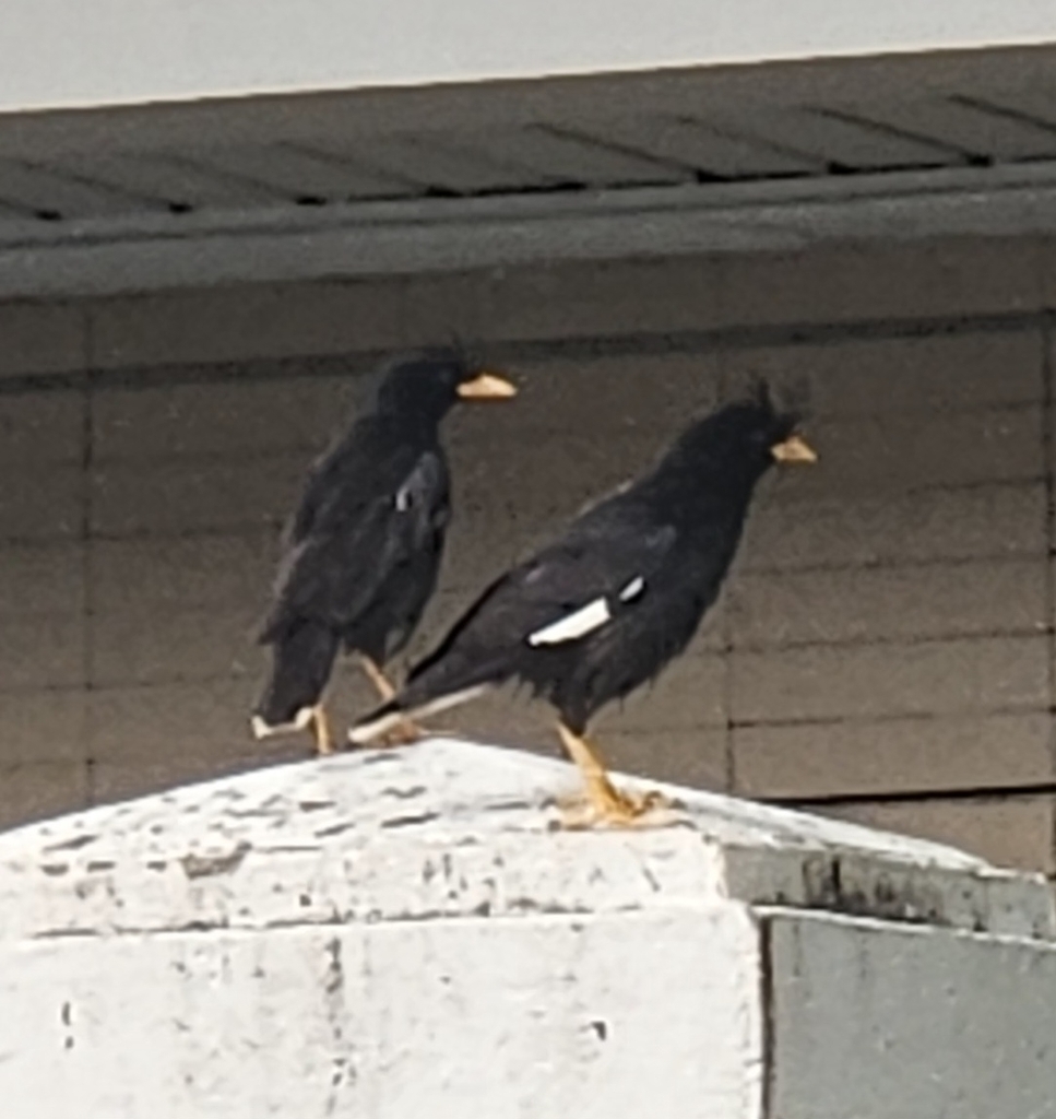 Great Myna from Lumphini, Pathum Wan, Bangkok 10330, Thailand on July 8 ...