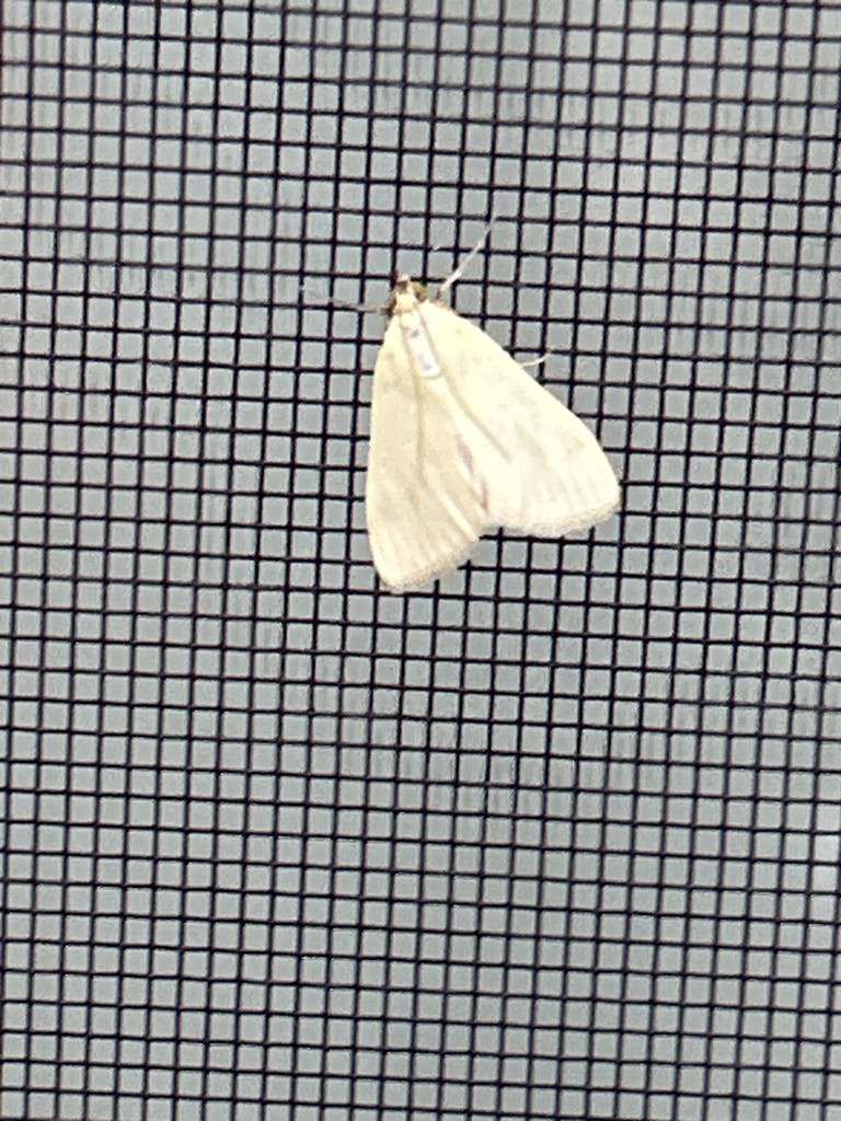 Carrot Seed Moth from Thornbrook Rd, Ellicott City, MD, US on July 8 ...