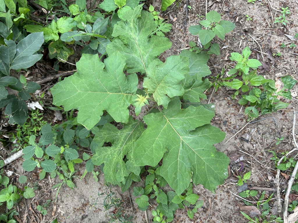 Turkey Berry from Bandipur Wildlife Sanctuary, Palakkad, KL, IN on July ...