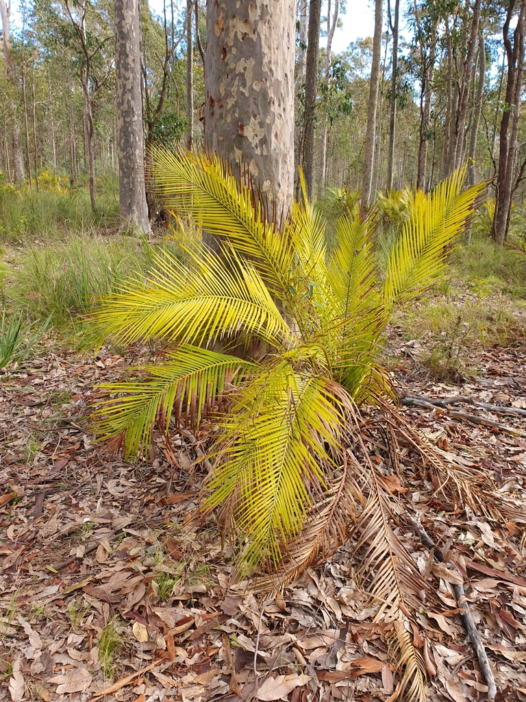 burrawang from Bermagui NSW 2546, Australia on June 26, 2024 at 10:54 ...