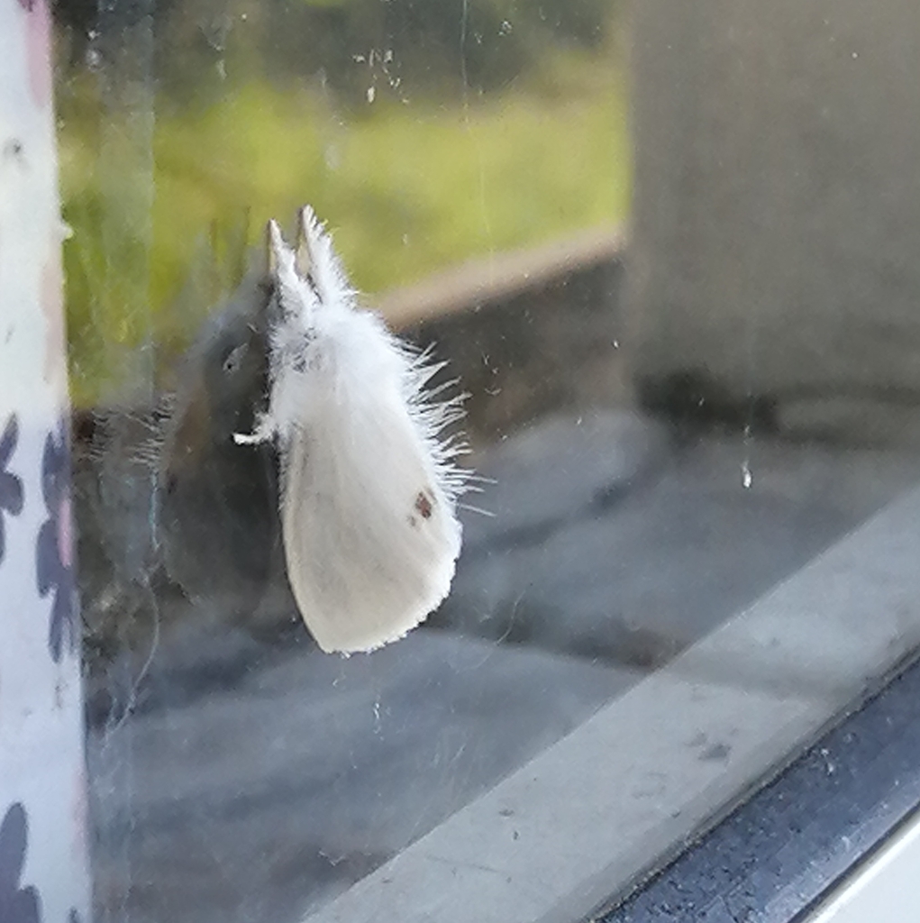 Swan Moth from Cambeses, 4775 Cambeses, Portugal on July 5, 2024 at 10: ...