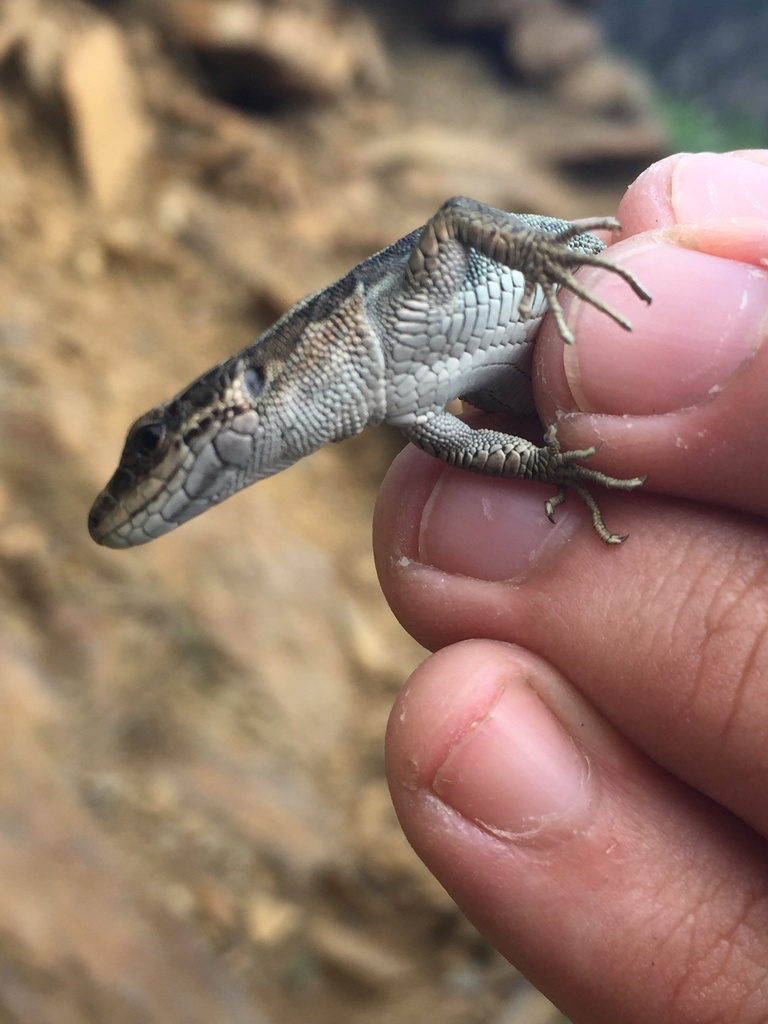 Pyrenean Rock Lizard from Parque Natural de Posets-Maladeta, San Juan ...