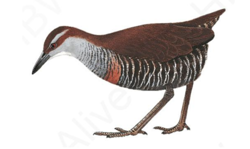 Roviana Rail (Bird Species Guide - Tetepare) · iNaturalist