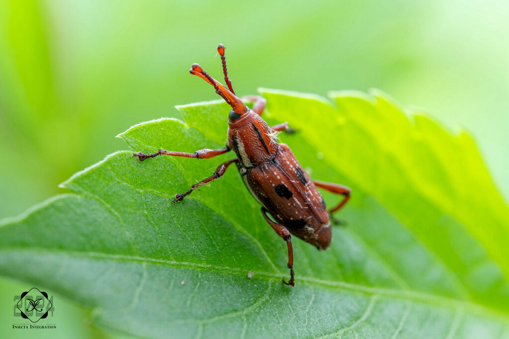 Aplotes from 中国云南省西双版纳傣族自治州勐腊县 on July 04, 2024 at 12:32 PM by Winsten ...
