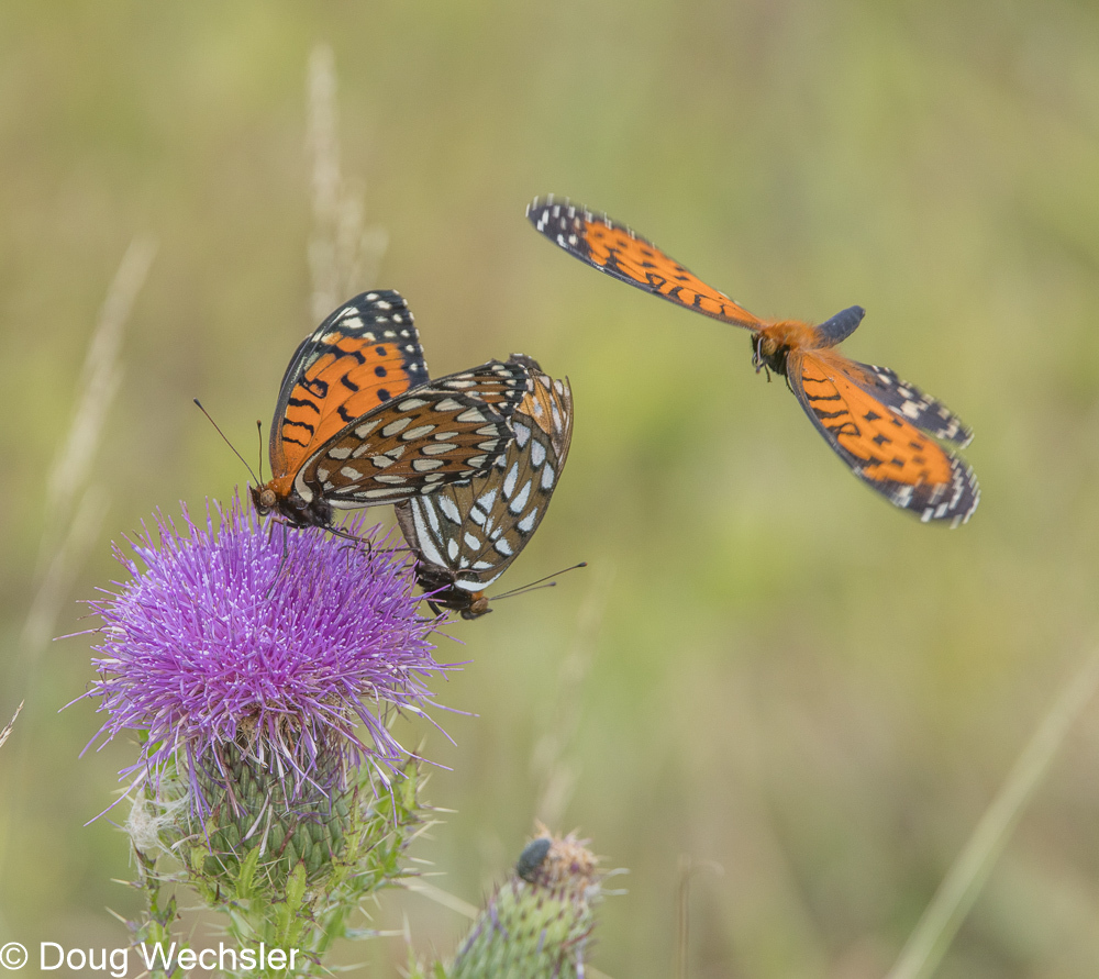 Eastern Regal Fritillary in July 2024 by Doug Wechsler. on Cirsium ...