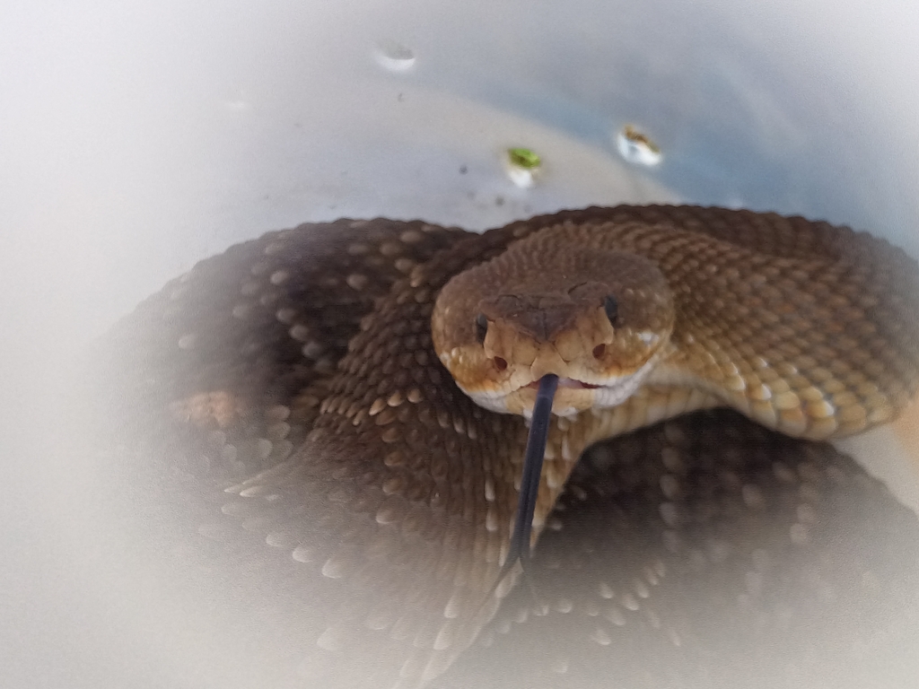 Basilisk Rattlesnake from 45643 Tlajomulco de Zúñiga, Jalisco, Mexico ...