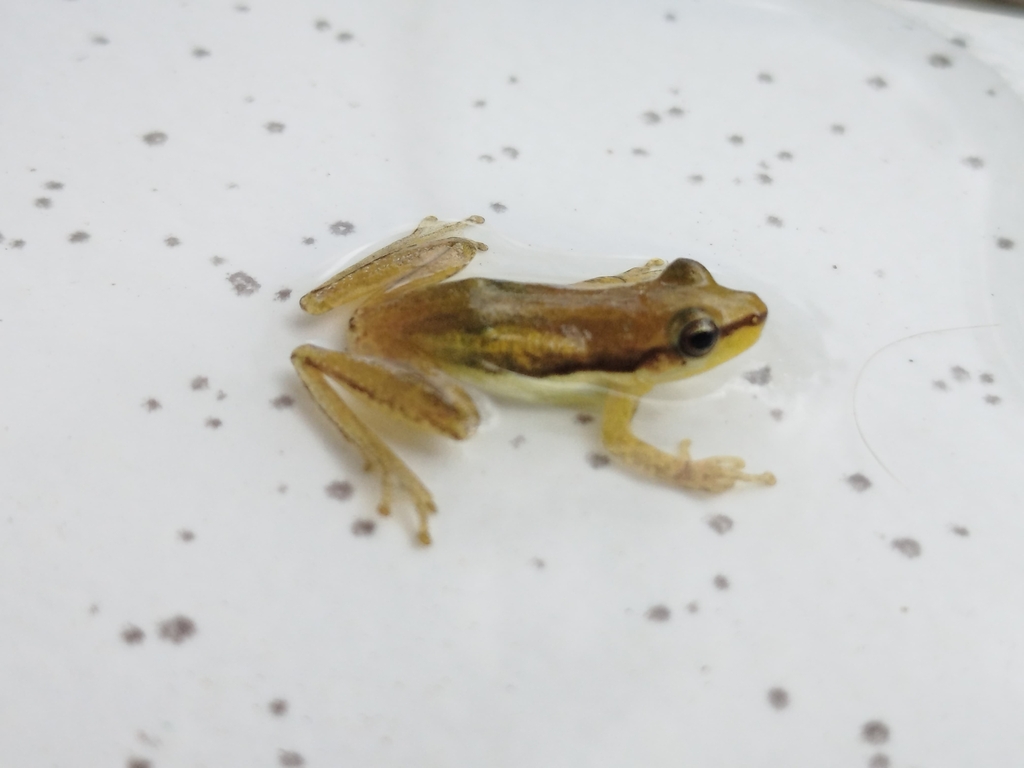 Maracaibo Basin Tree Frog from CJ58+M6, Paraíso, Pivijay, Magdalena ...