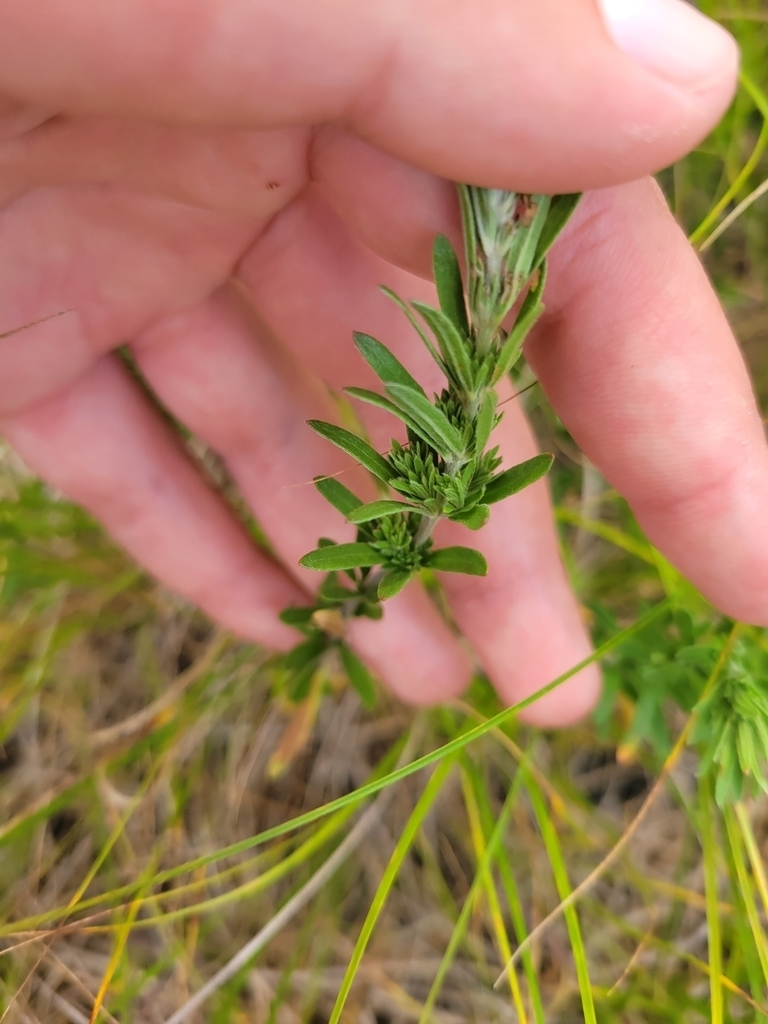 Beach Pinweed (LLNF Grassland Species) · iNaturalist