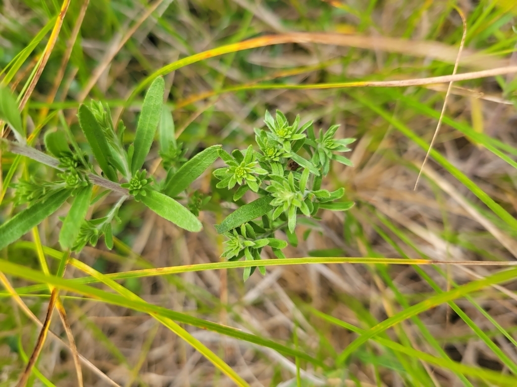 Beach Pinweed (LLNF Grassland Species) · iNaturalist
