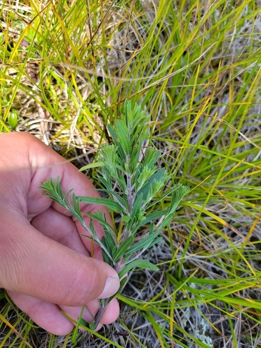 Beach Pinweed (LLNF Grassland Species) · iNaturalist