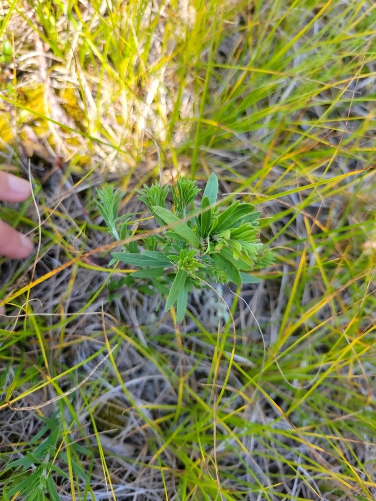 Beach Pinweed (LLNF Grassland Species) · iNaturalist