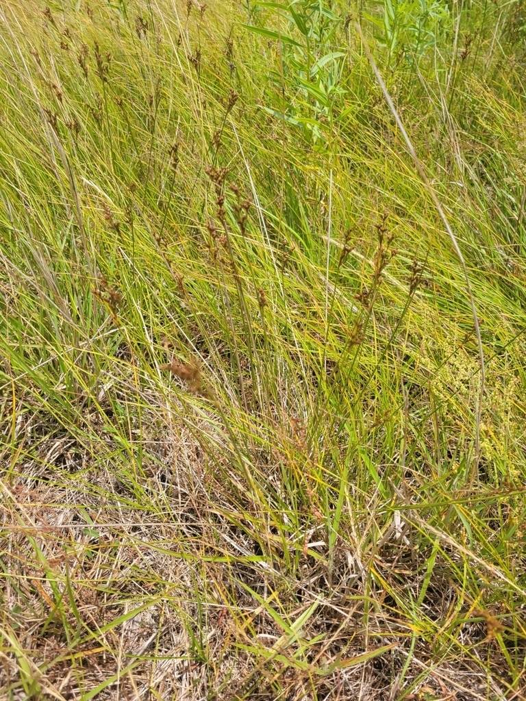 Greene's Rush (LLNF Grassland Species) · iNaturalist