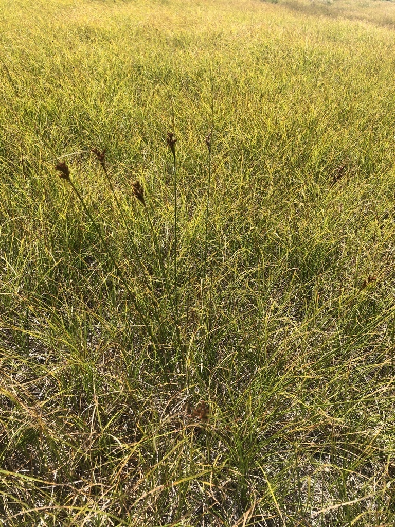 Greene's Rush (LLNF Grassland Species) · iNaturalist
