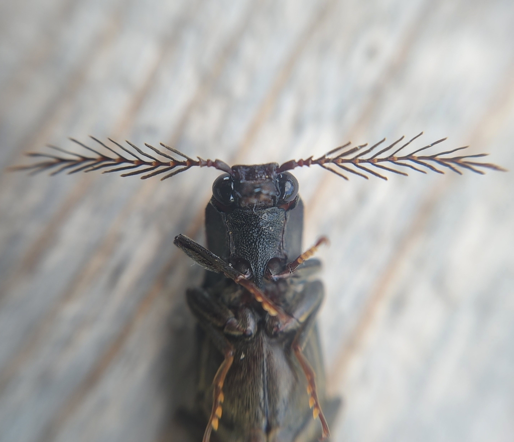 Bipectinate Click Beetle from Norton, NB E5T 2A1, Canada on July 8 ...
