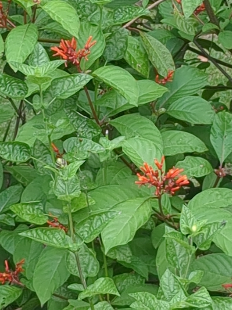 Firebush from Hillsboro Blvd & Deercreek Rd - (J&J Farms), Deerfield ...