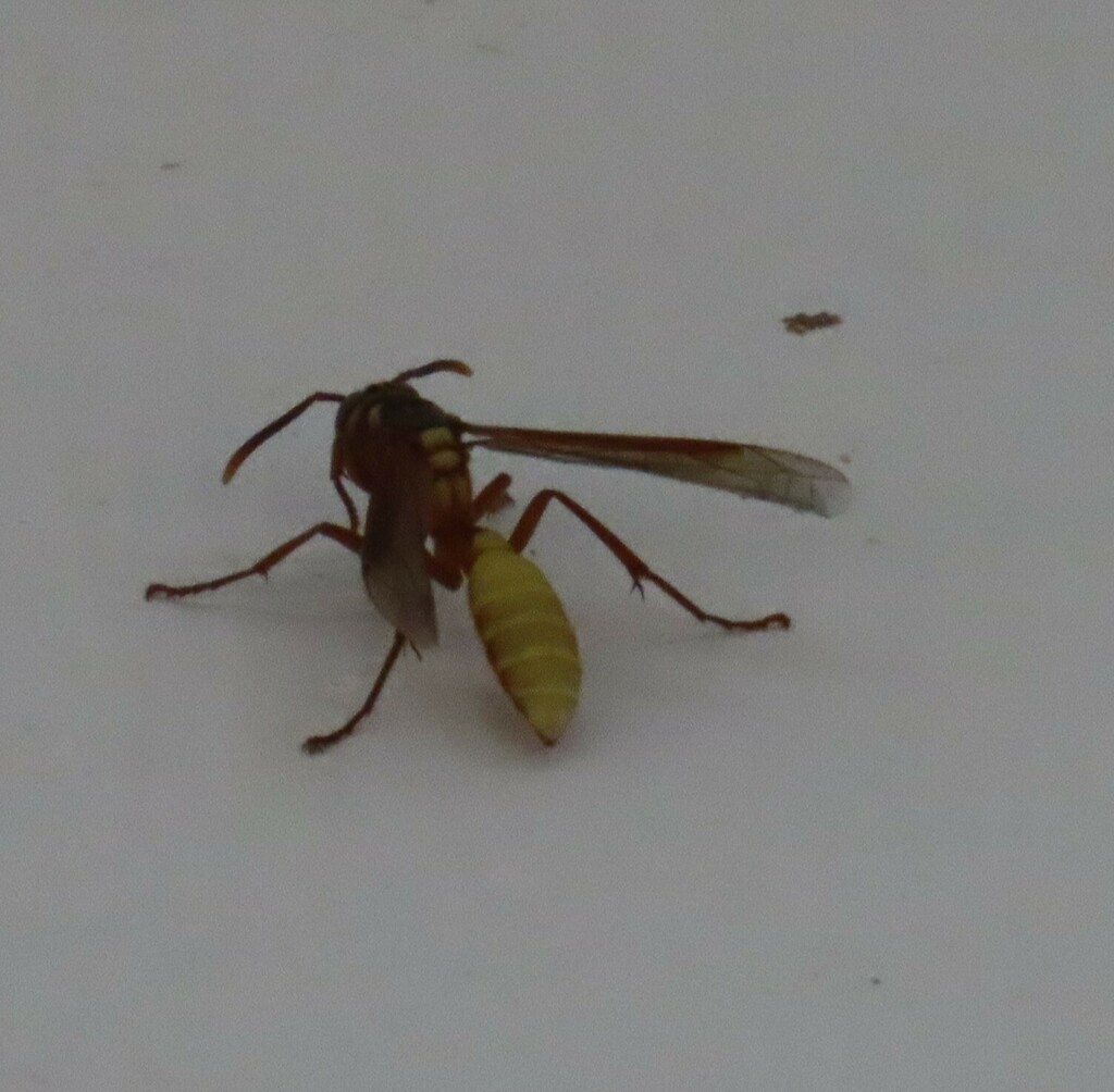 Central American Paper Wasp from Las Lajas, Provincia de Chiriquí ...