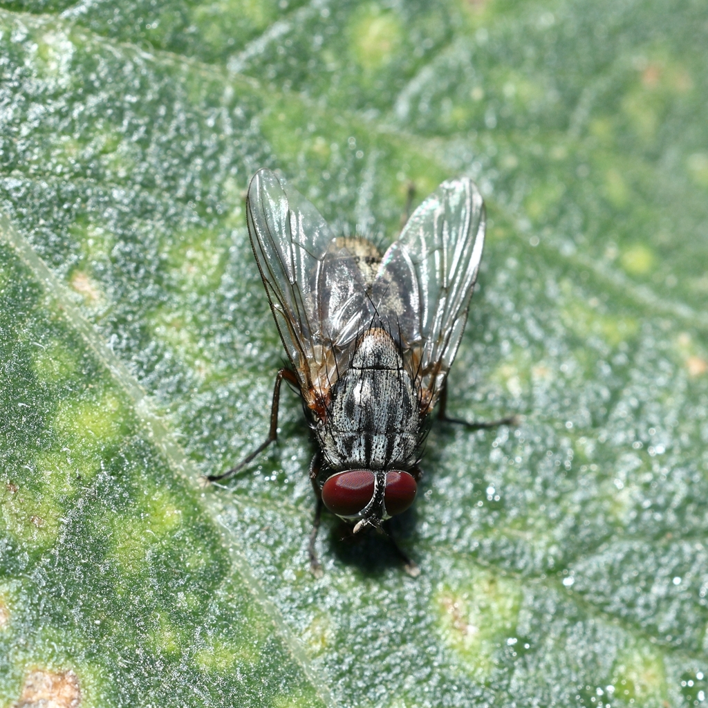 False Stable Fly in July 2024 by Lane Nielson · iNaturalist