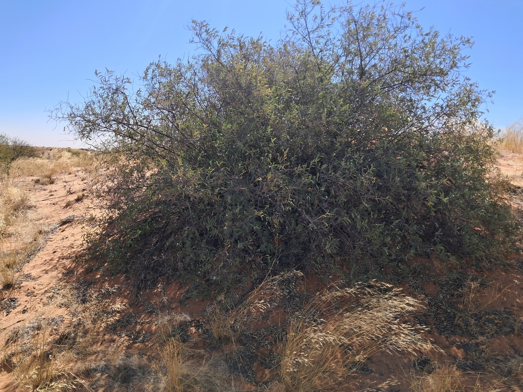 Velvet Raisin from Kgalagadi Transfrontier Park, ZA-NC-SY, ZA-NC, ZA on ...