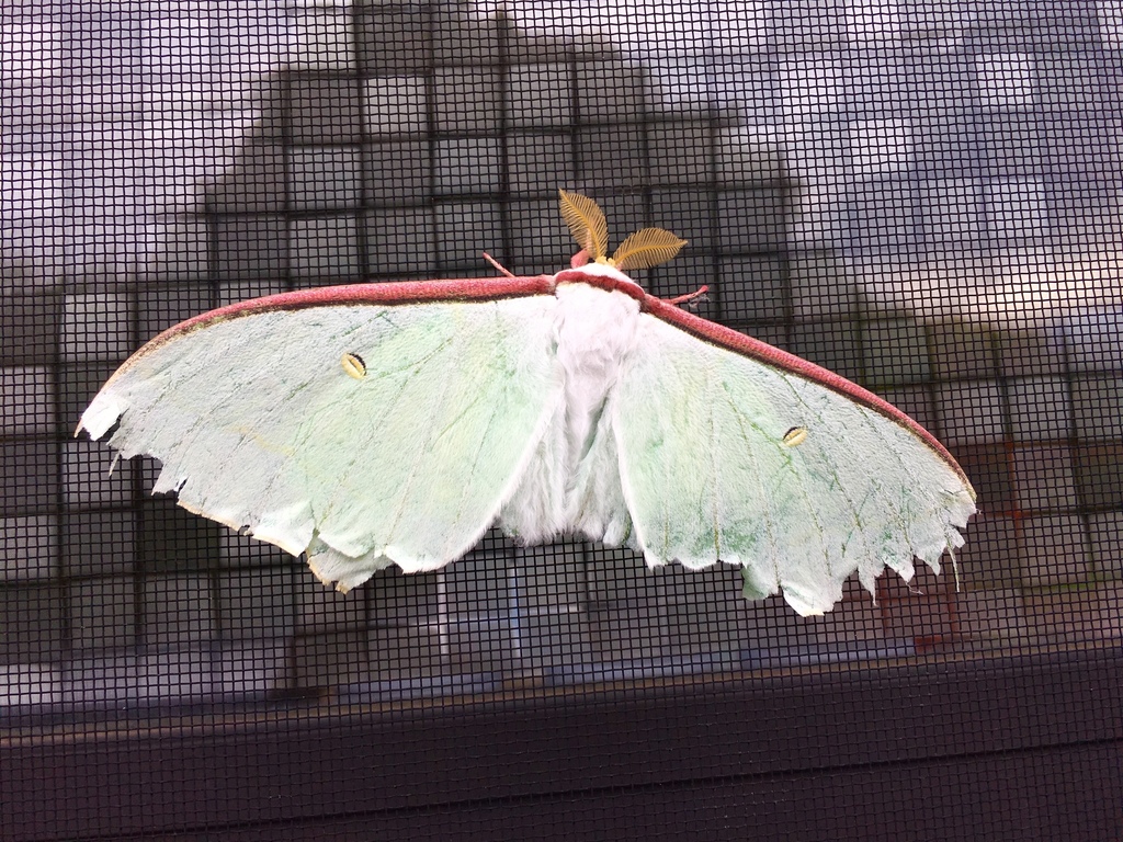 Actias aliena aliena from 8088, Minaminishikata, Kobayashi-Shi ...