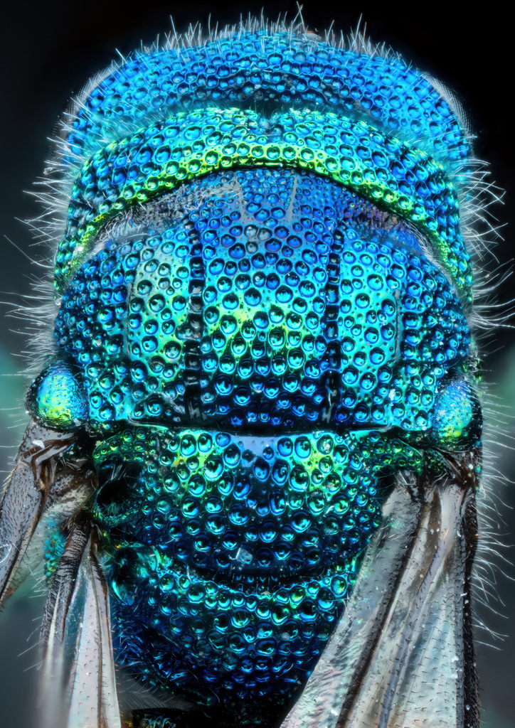Chrysis terminata from 21850 Saint-Apollinaire, France on June 23, 2024 ...