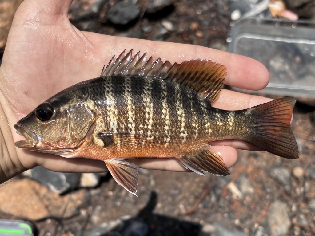 Pacific Cubera Snapper in July 2024 by prickly_sculpin · iNaturalist
