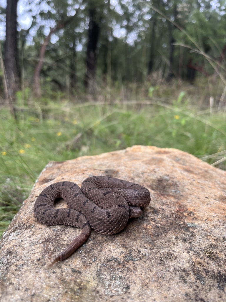 Rock Rattlesnake in July 2024 by Pablo Campbelli · iNaturalist