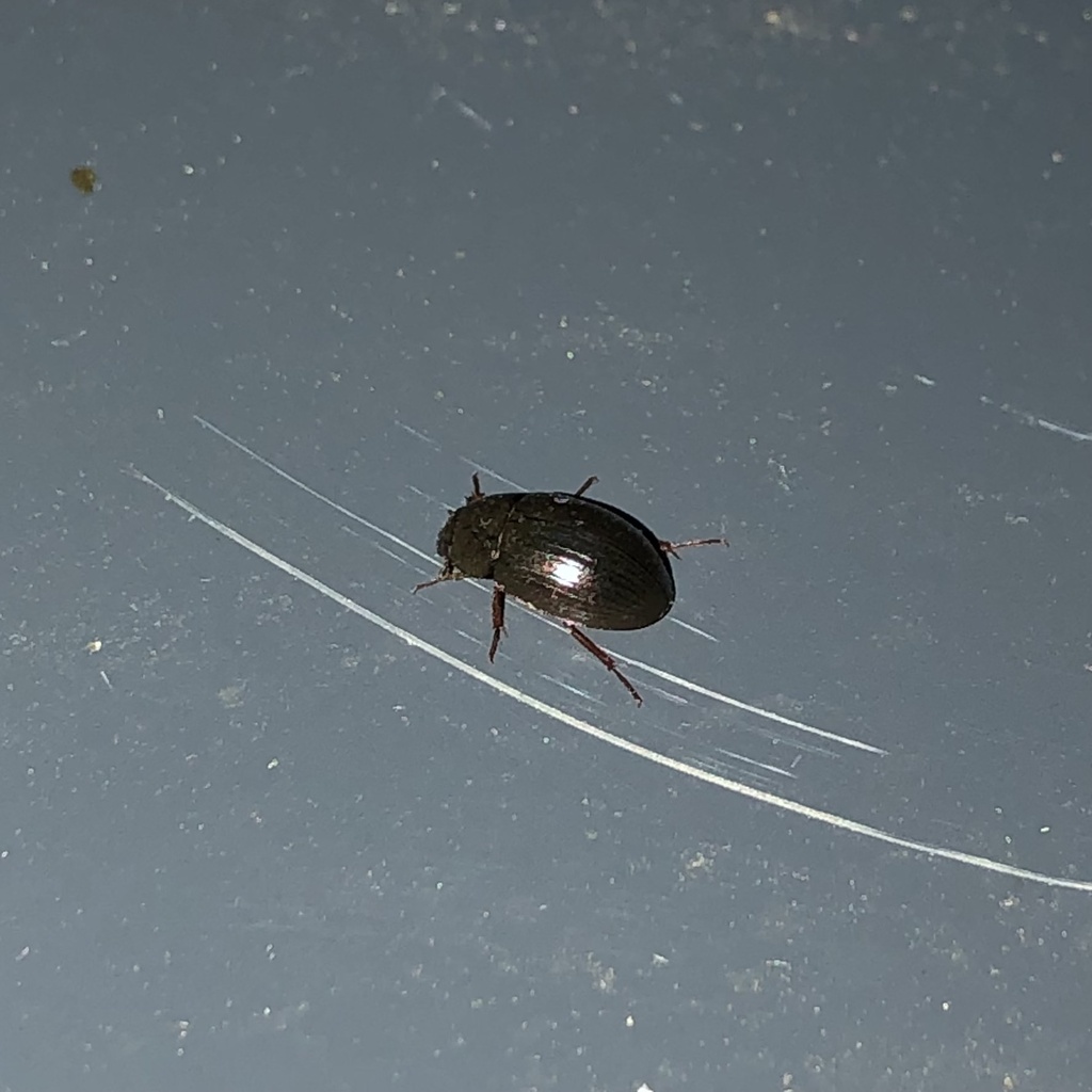 Hydrobius from Pod Hliníkem, Libčice nad Vltavou, 20, CZ on July 8 ...