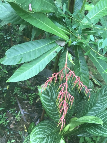 Genus Rustia · iNaturalist