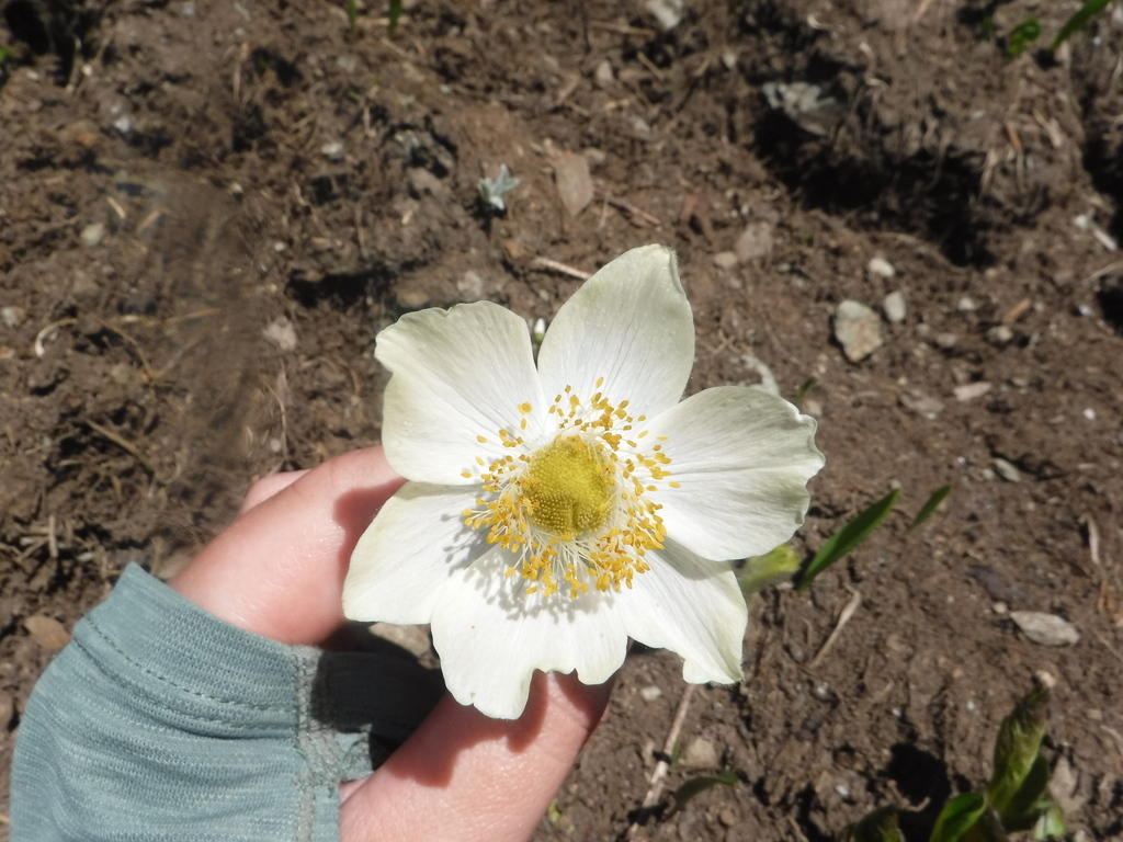 white pasqueflower from Columbia-Shuswap, BC, Canada on July 7, 2024 at ...