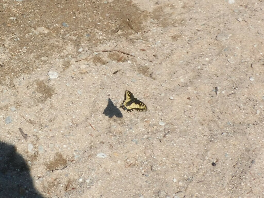 Anise Swallowtail from Columbia-Shuswap, BC, Canada on July 8, 2024 at ...