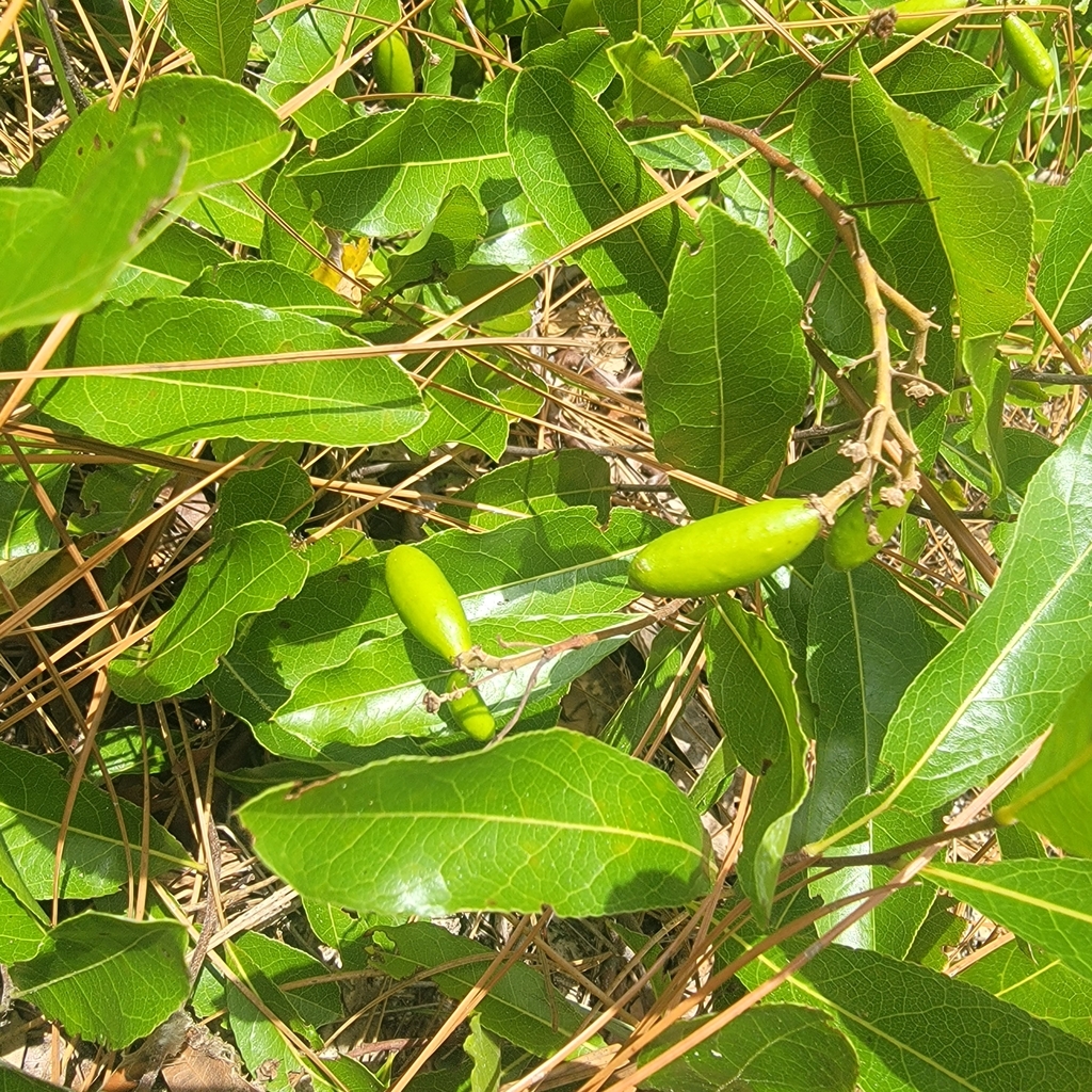 Gopher apple from Brooksville on June 27, 2024 at 02:20 PM by Mellissa ...