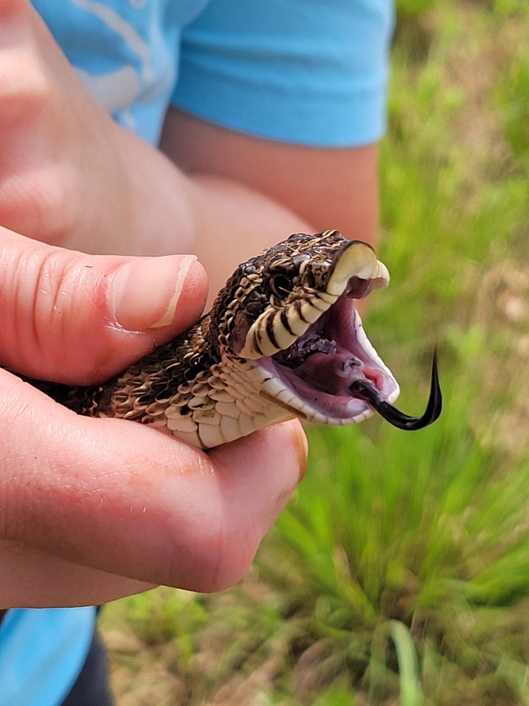 Plains Hognose Snake in July 2024 by Russell Brunner · iNaturalist