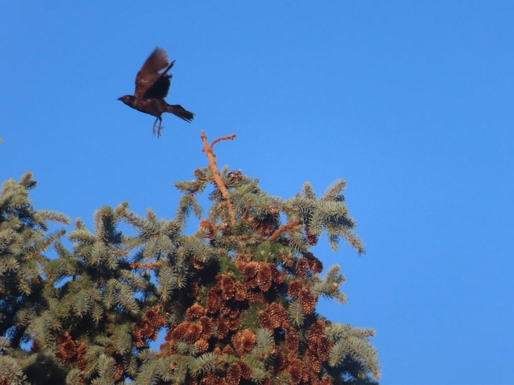 Common Grackle from Gordon, NE 69343, USA on July 8, 2024 at 09:37 PM ...