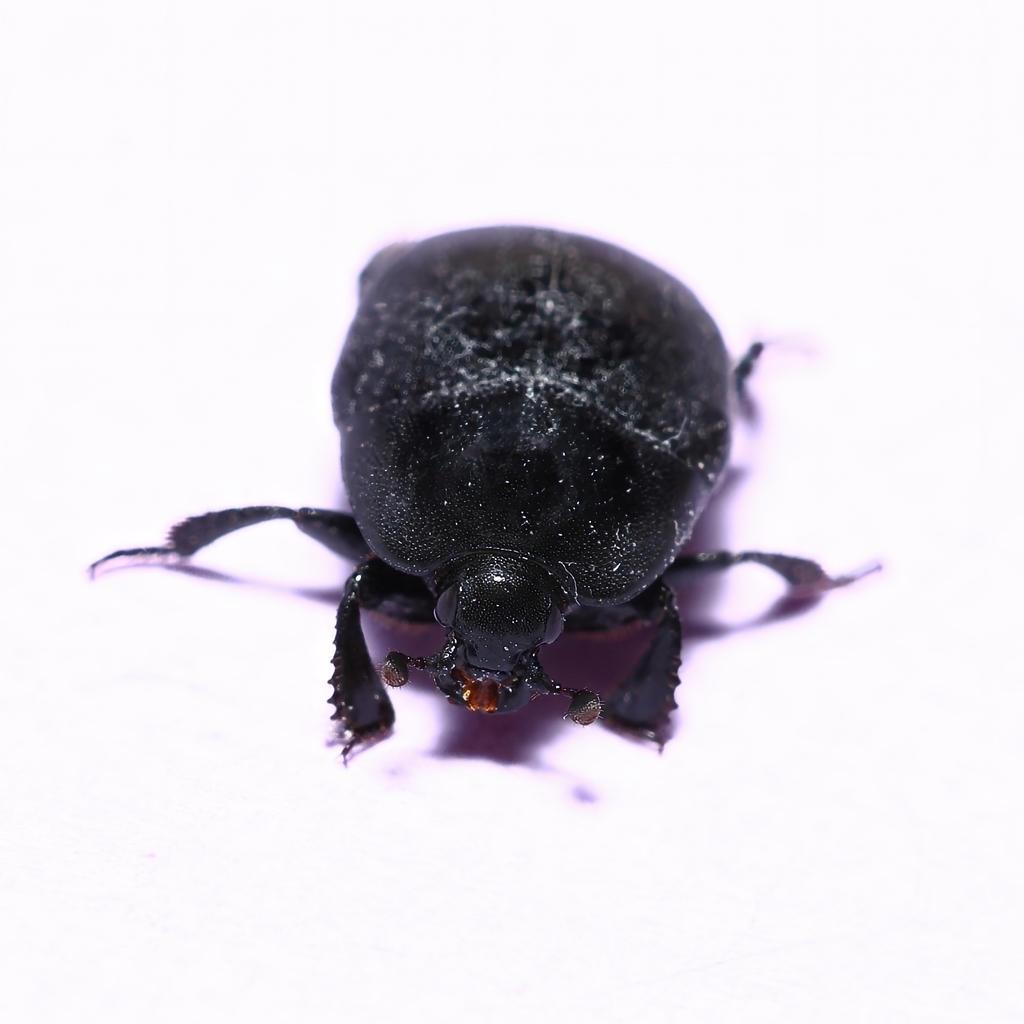 Saprinus from Oak City, UT 84649, USA on July 8, 2024 at 11:43 PM by ...