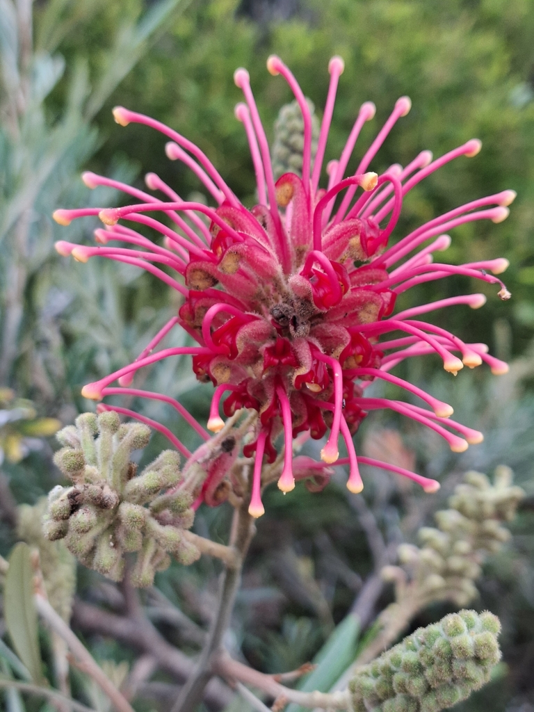 Scarlet Grevillea from Stockyard QLD 4703, Australia on July 9, 2024 at ...