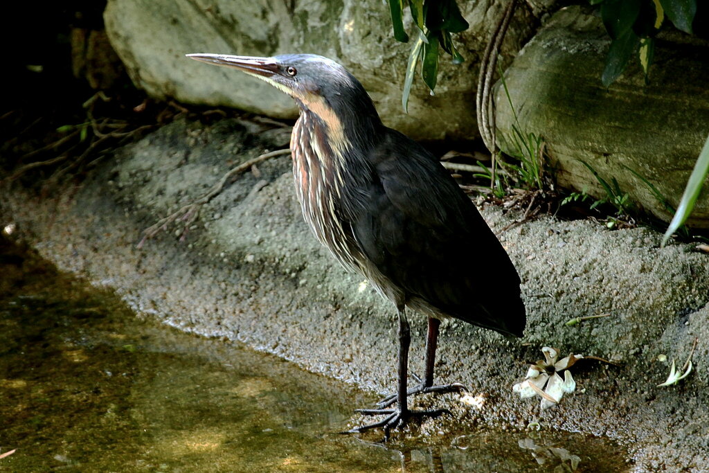 Black Bittern from Central, Hong Kong on June 17, 2009 at 02:41 PM by ...